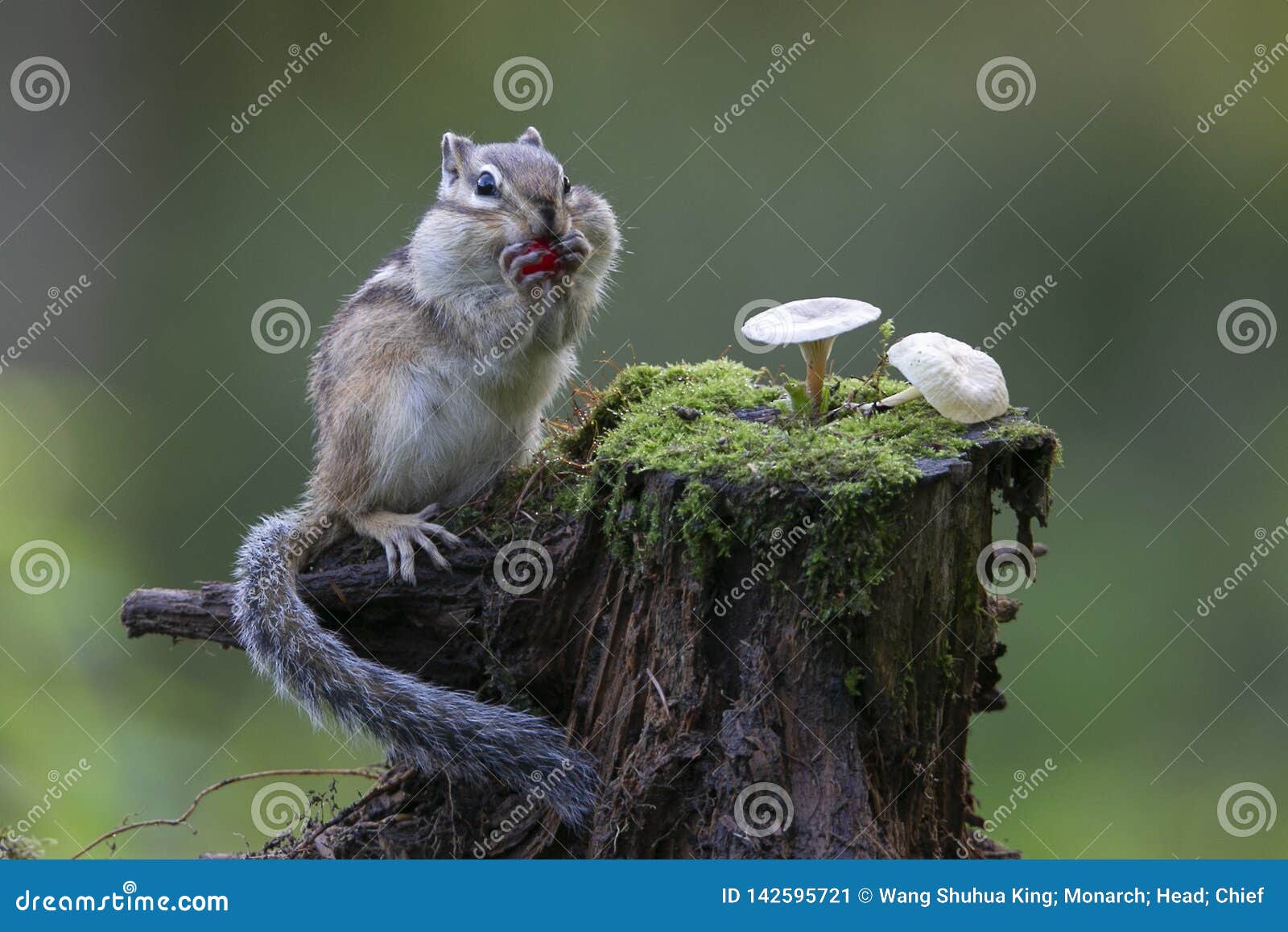 Squirrel stock image. Image of beauty, china, boor, aranea - 142595721
