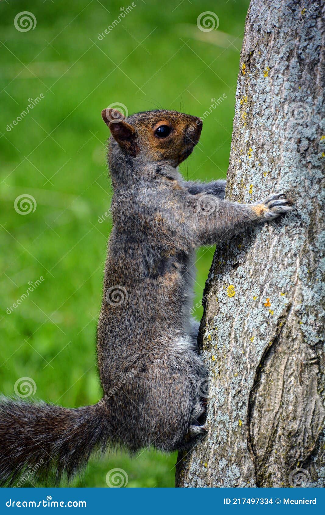 Squirrels are almost always a White Version of the Eastern Grey ...