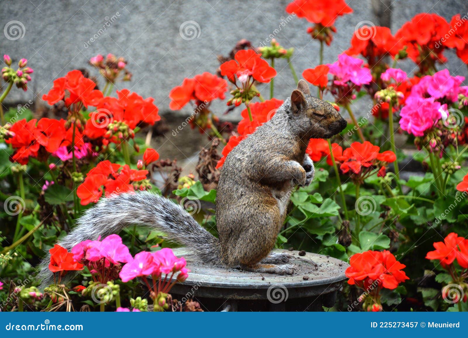 Squirrels are almost always a White Version of the Eastern Grey ...