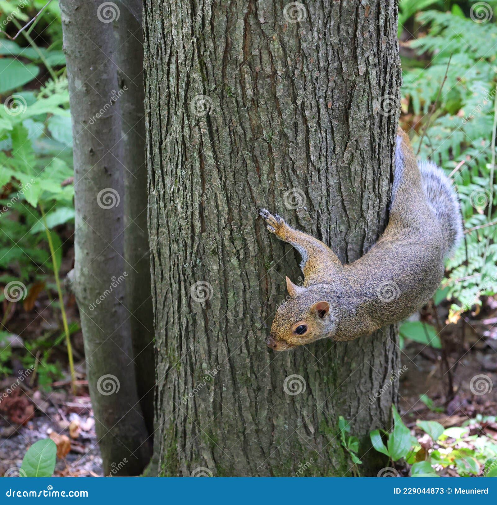 Squirrels are almost always a White Version of the Eastern Grey ...