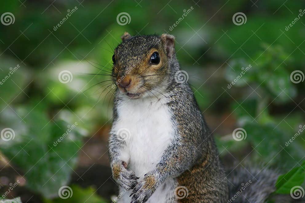 Squirrely stock image. Image of amass, grey, heap, hands - 14595