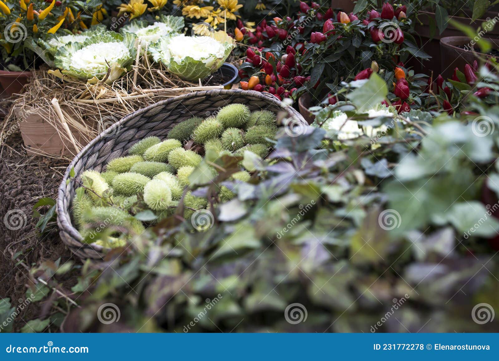Exploding Cabbage Stock Photos - Free & Royalty-Free Stock Photos from ...