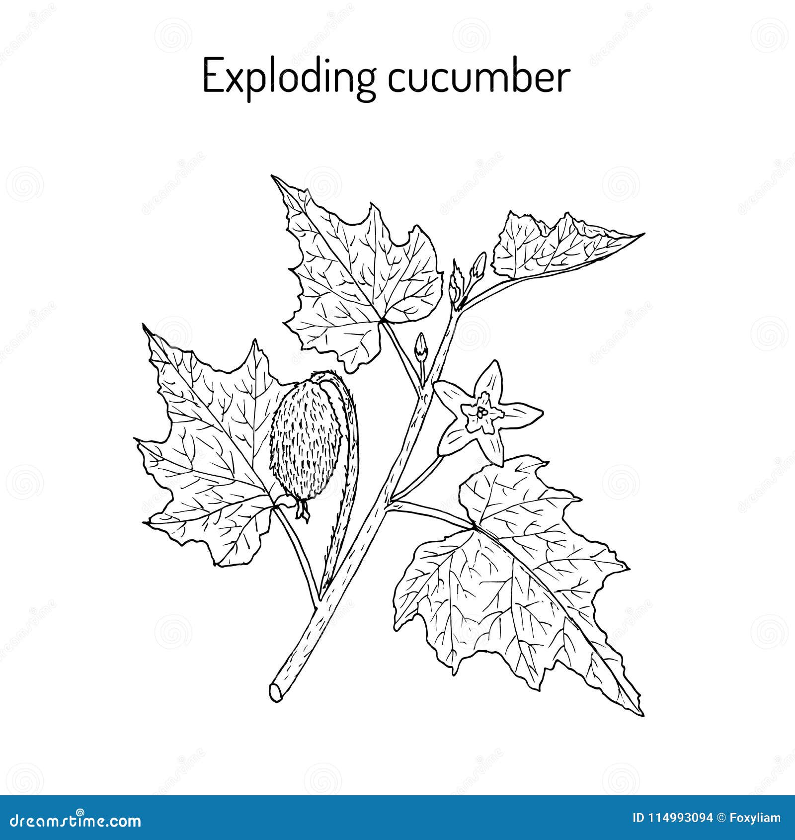 Squirting or Exploding Cucumber Ecballium Elaterium , Medicinal Plant ...