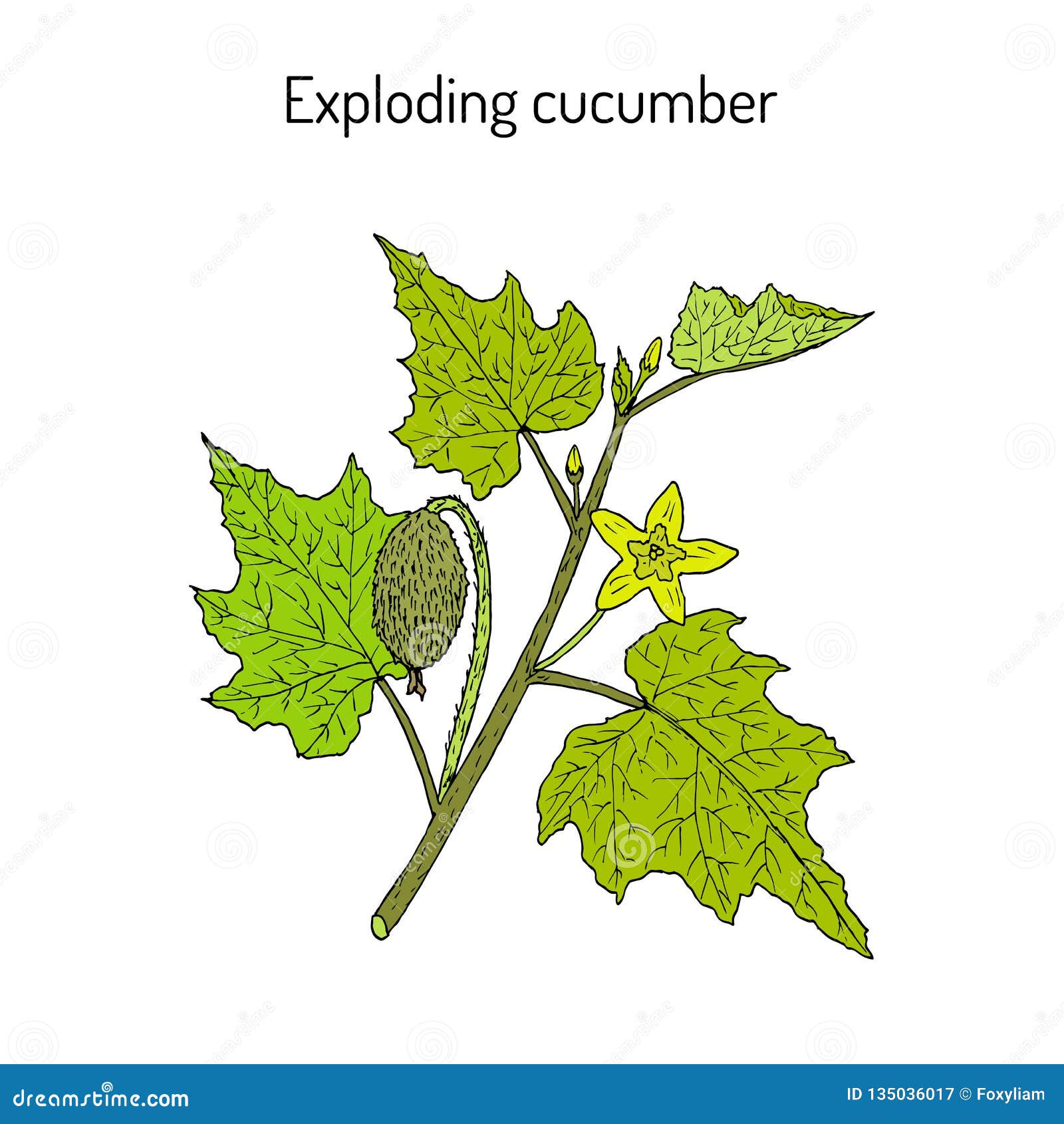 Squirting or Exploding Cucumber Ecballium Elaterium , Medicinal Plant ...