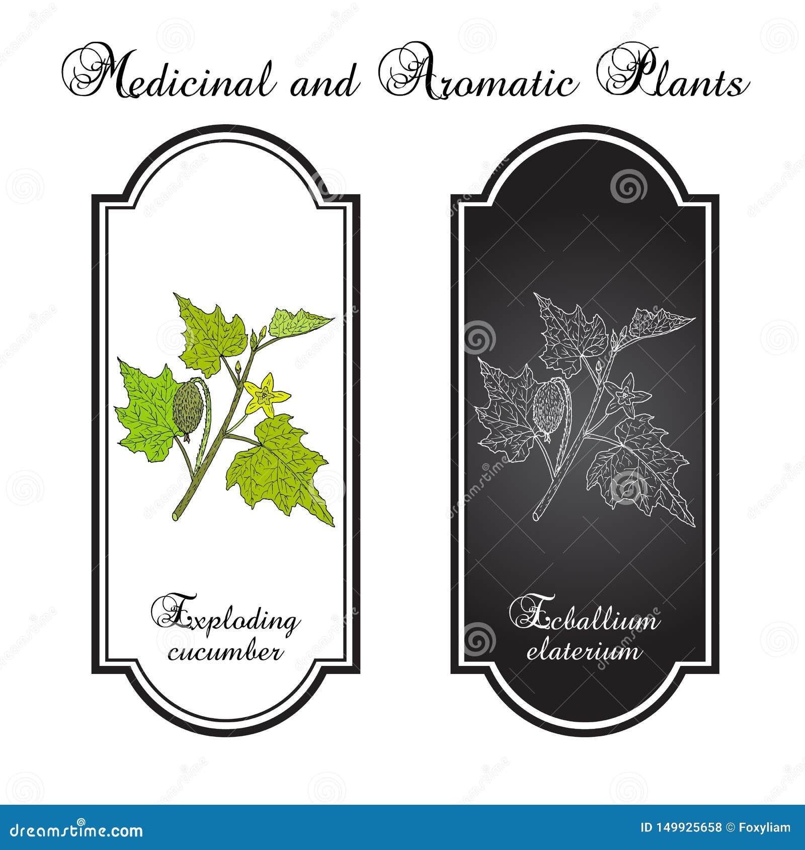 Squirting or Exploding Cucumber Ecballium Elaterium , Medicinal Plant ...