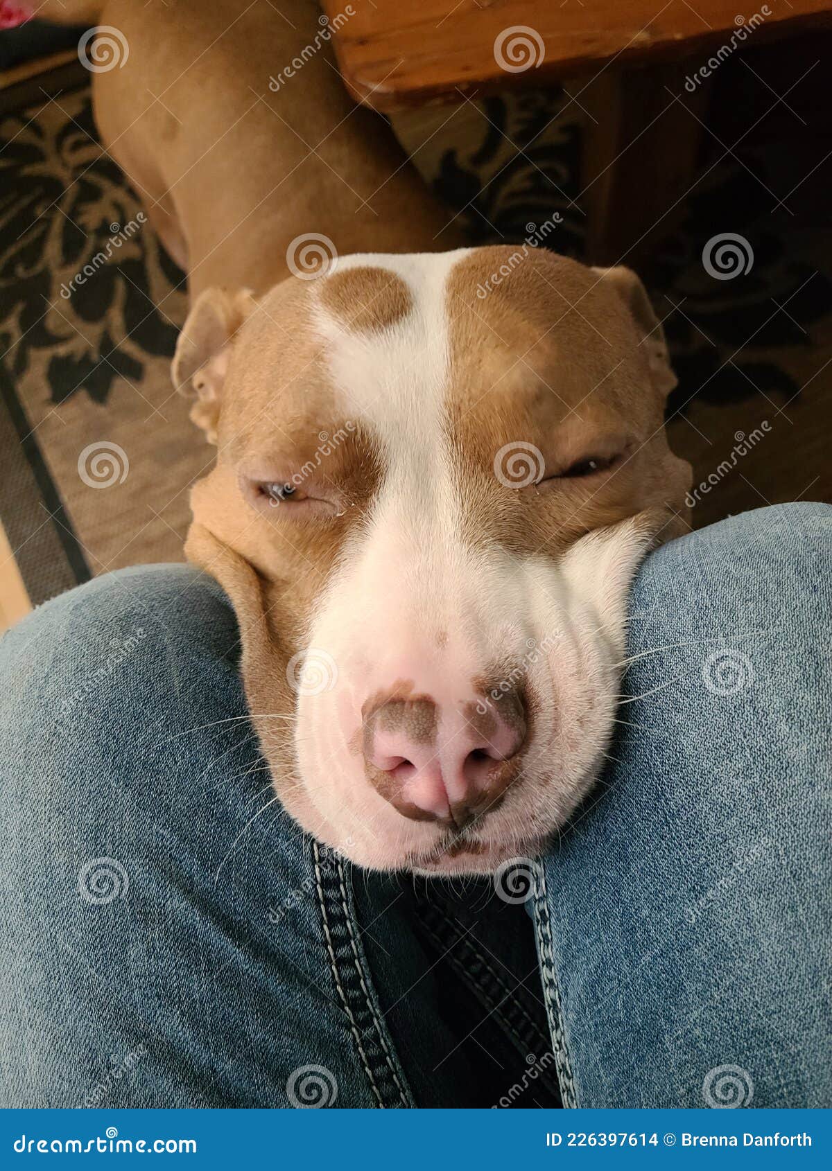 Squishy face pitty stock photo. Image of mouth, head - 226397614