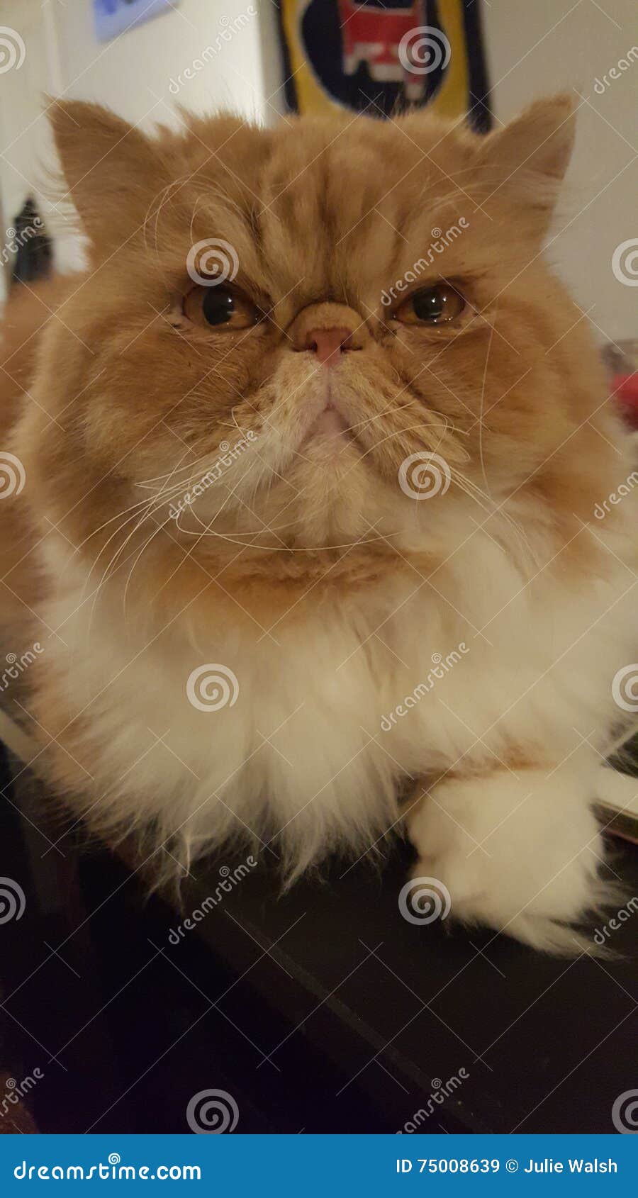 Squishy Face stock image. Image of squishy, simon, camera - 75008639