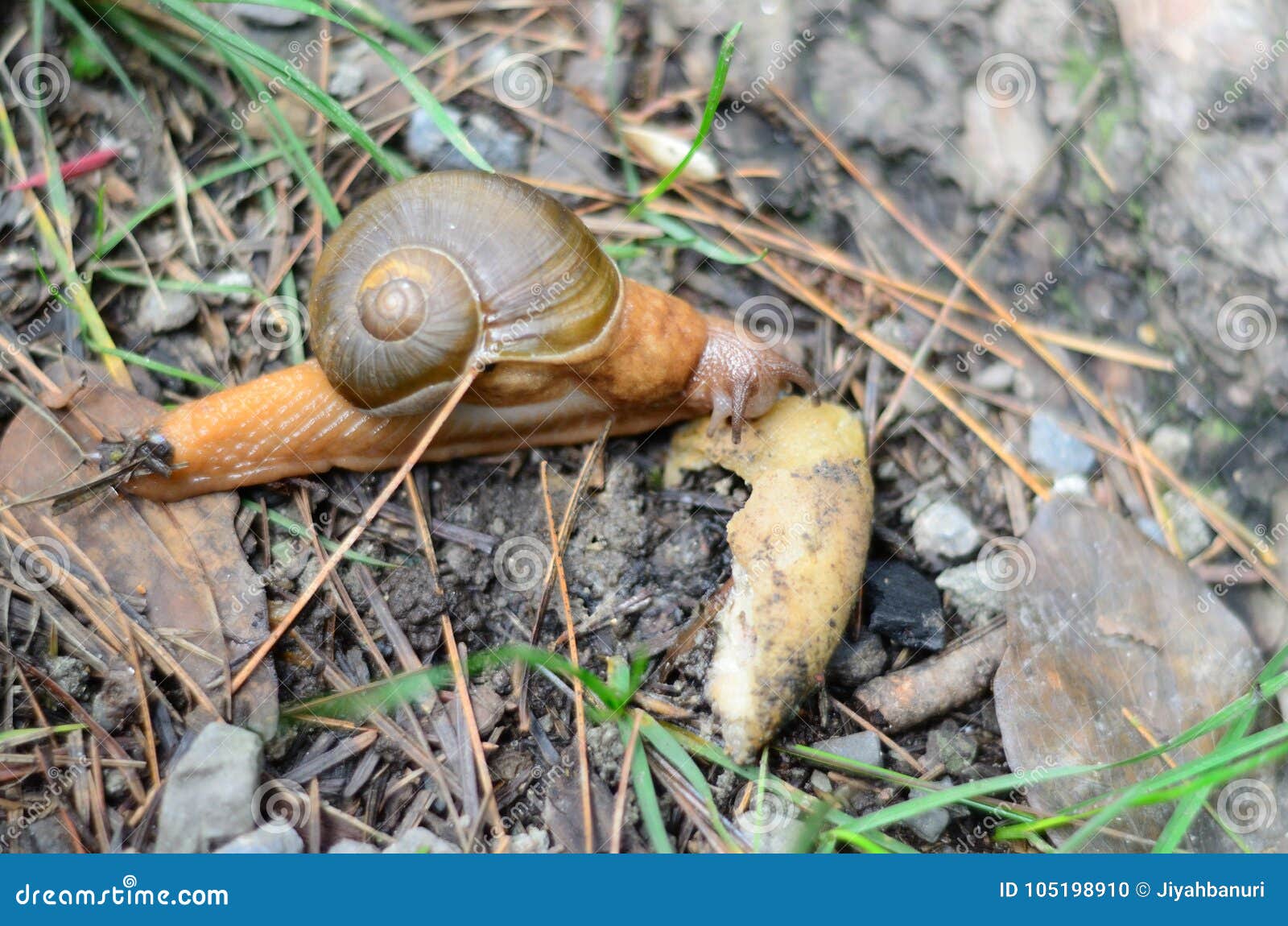 Squishy Slug Eating a Piece of Bread Stock Photo - Image of natural ...