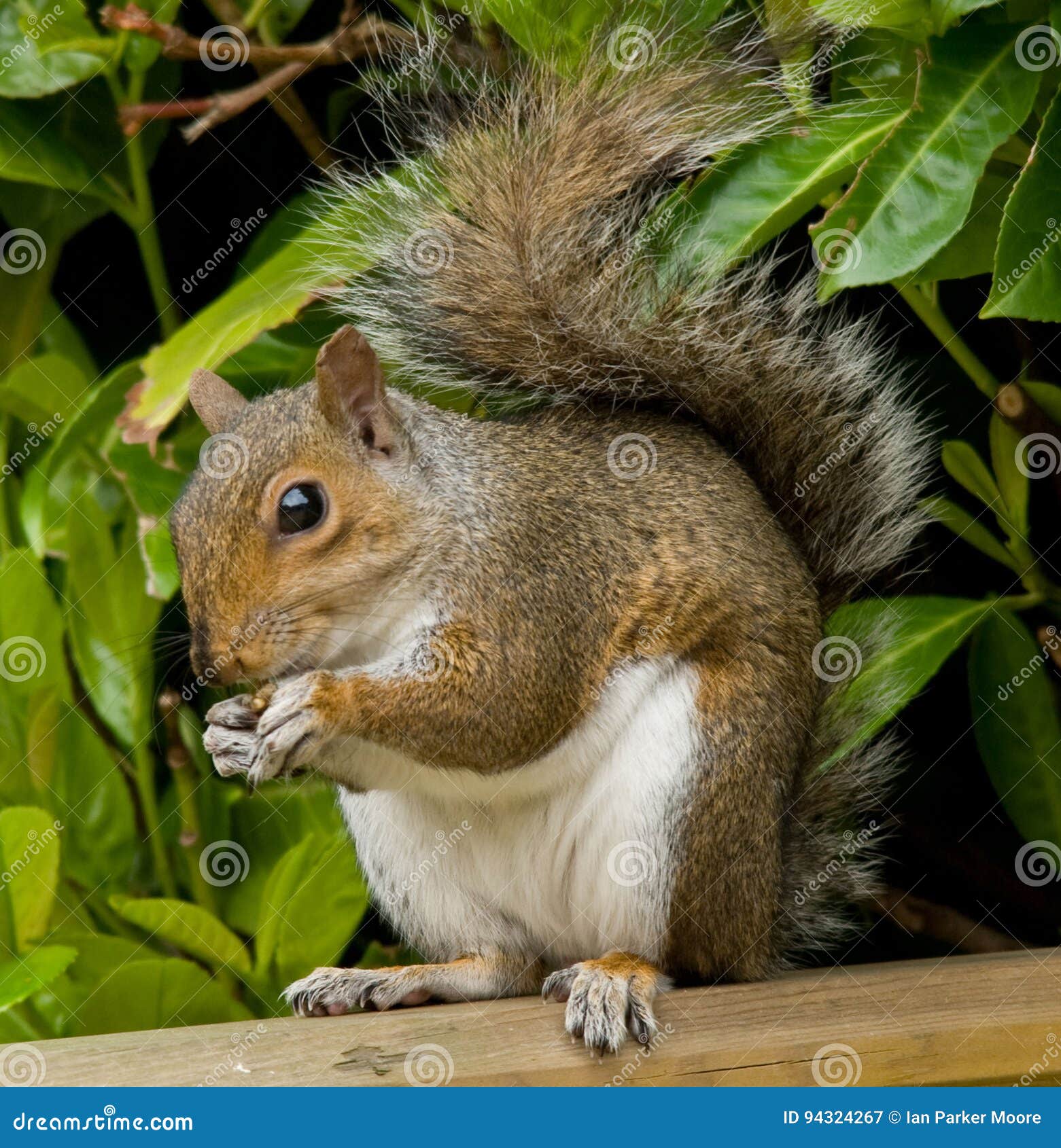 Squrrell Sciuridae stock image. Image of tail, wild, animals - 94324267