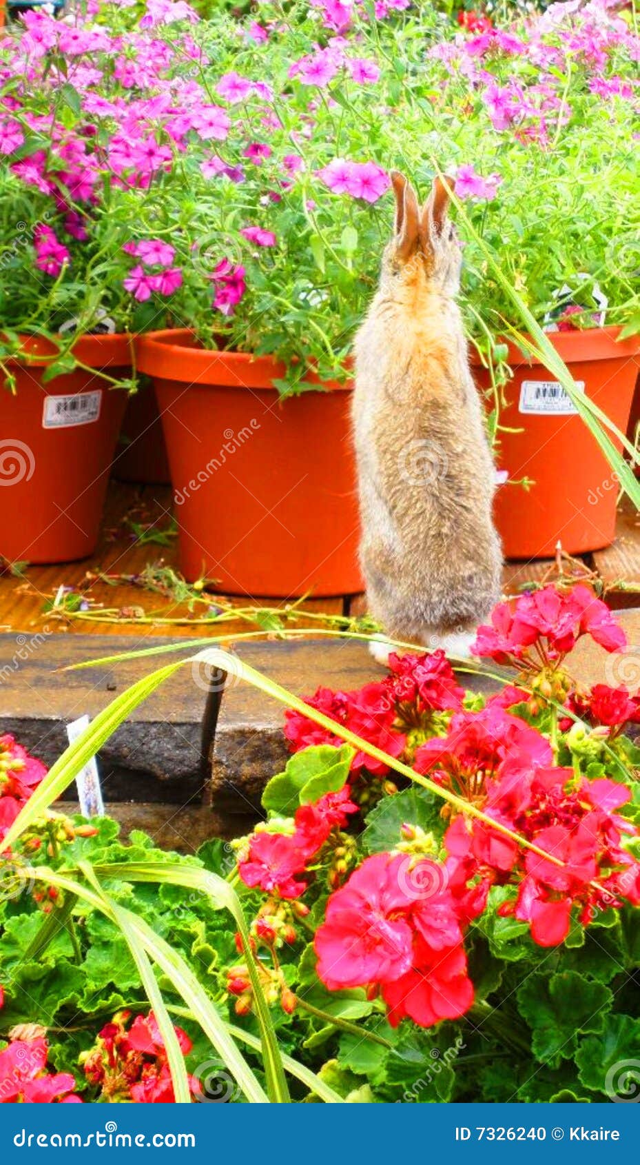 Sr. Rabbit foto de archivo. Imagen de lindo, suave, alimento - 7326240