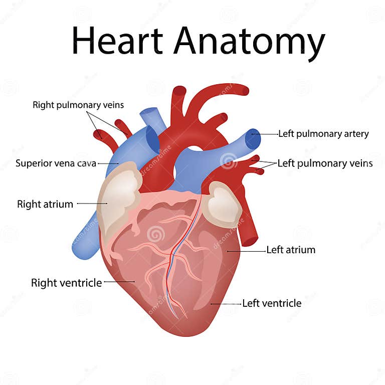 Heart Anatomy and Types of Heart Disease Vector Illustration Stock ...