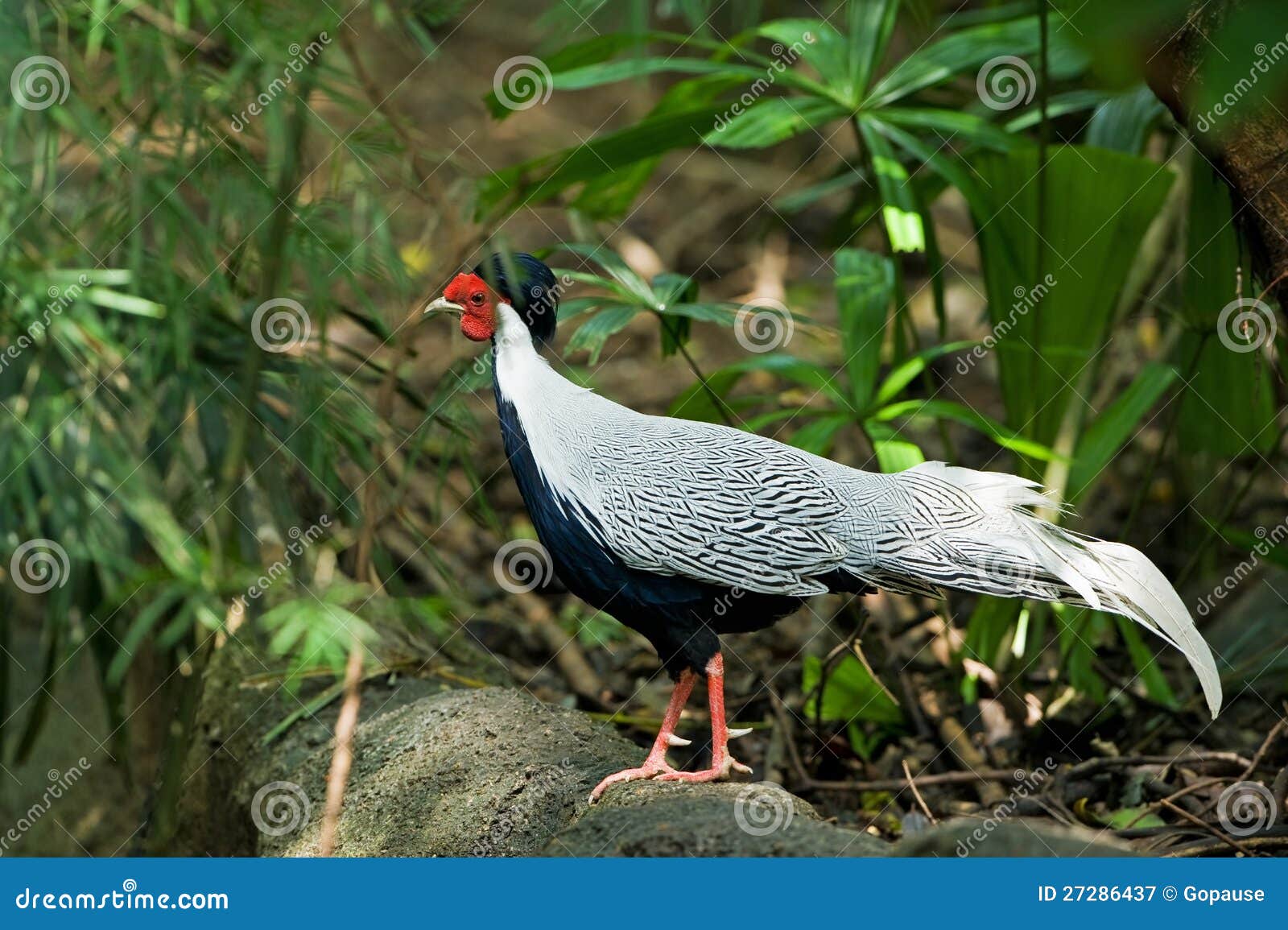 Srebny Bażant (samiec) obraz stock. Obraz złożonej z elegancki - 27286437