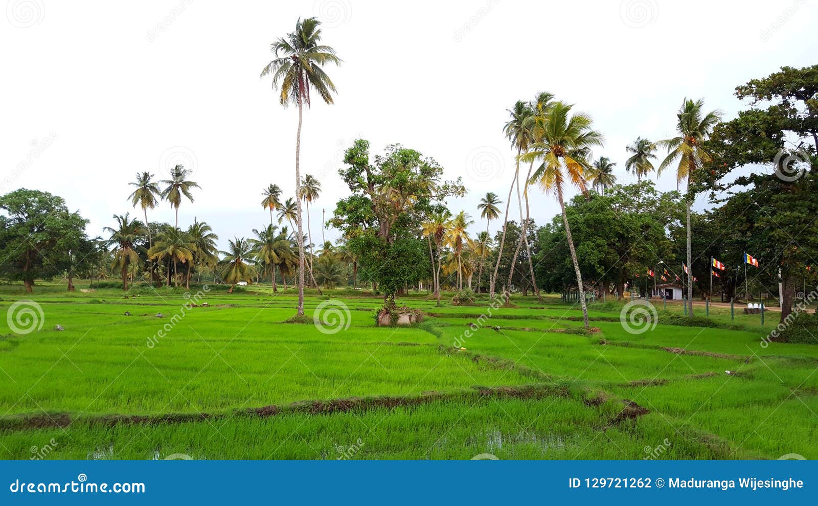 Sri lanka beautiful Paddy stock photo. Image of forest - 129721262