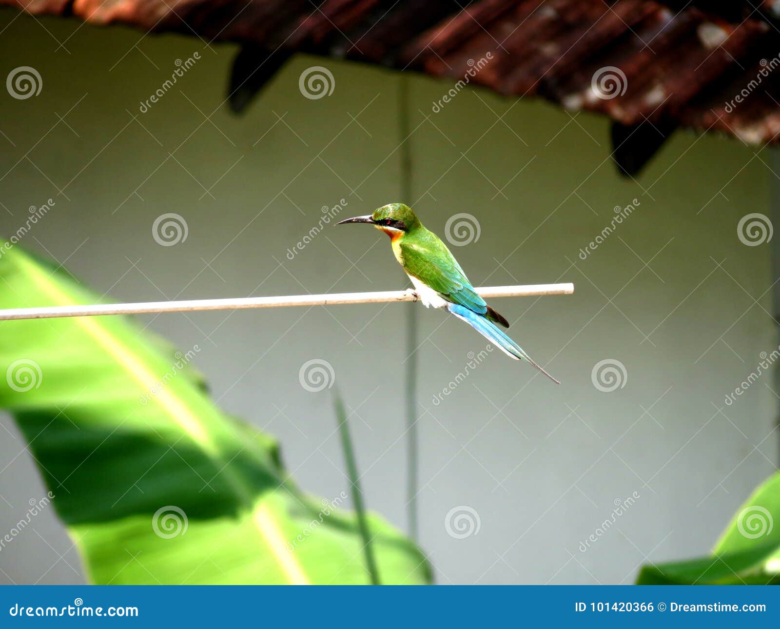 Sri Lanka bird stock photo. Image of journey, srilanka - 101420366