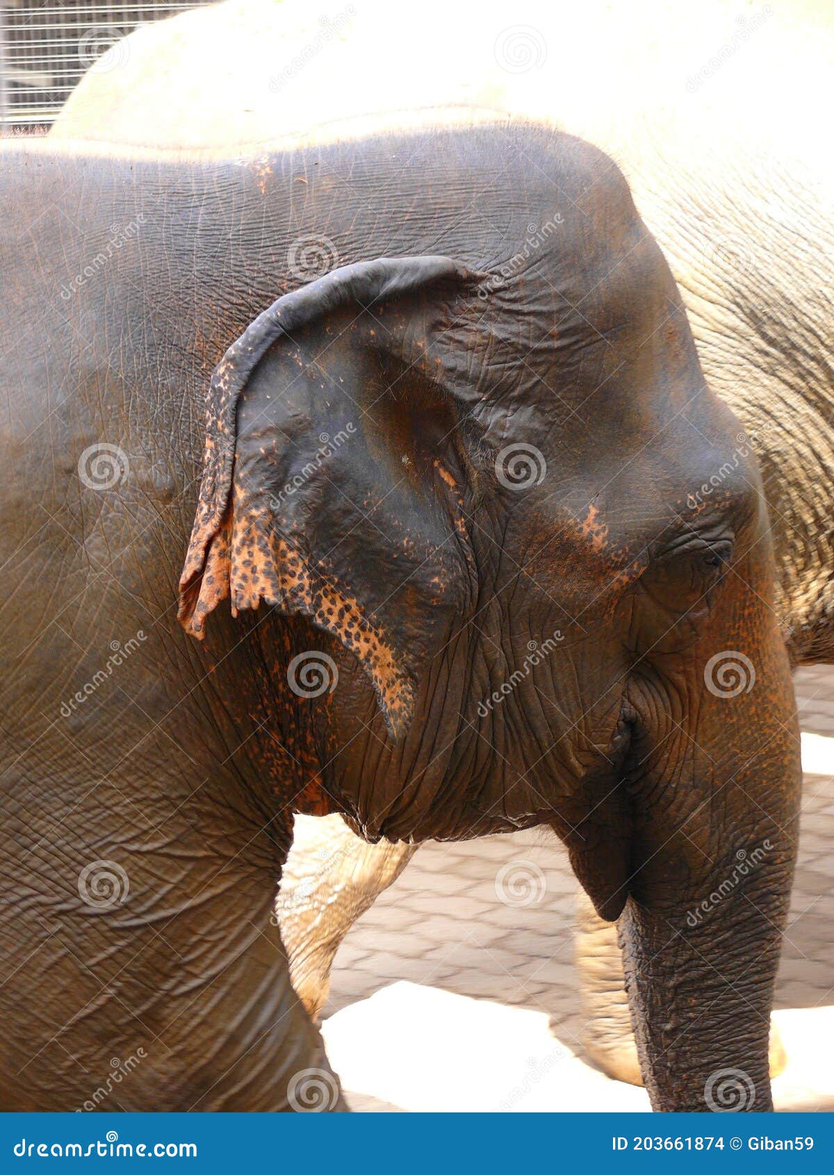 Sri Lanka Ceylon, Asian Elephant Returning from the River Stock Photo ...