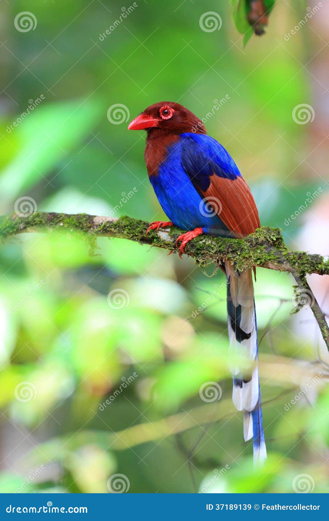 2,431 Sri Lanka Feather Stock Photos - Free & Royalty-Free Stock Photos ...