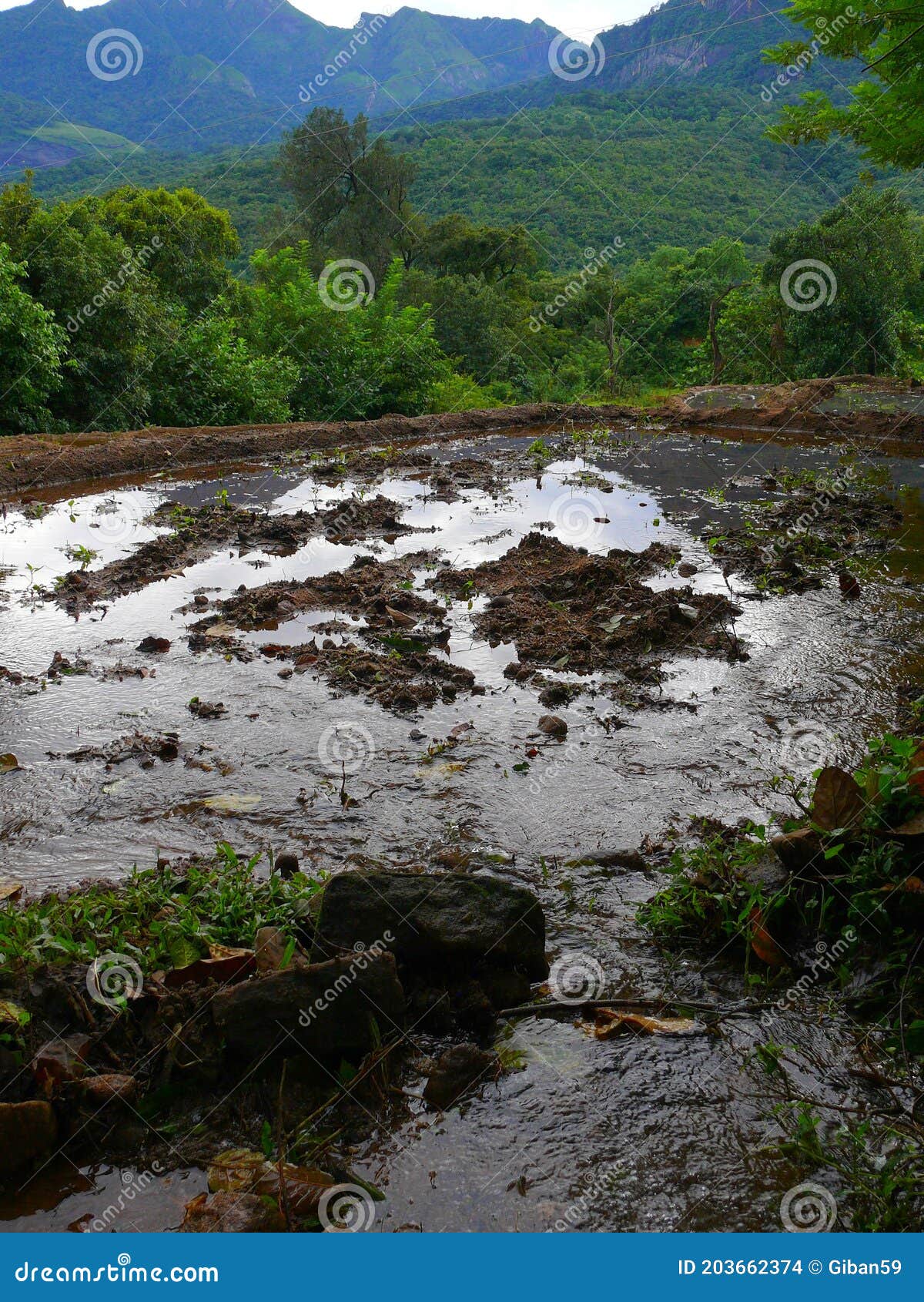Sri Lanka Ceylon, Mountains and Rice Fields Stock Photo - Image of east ...