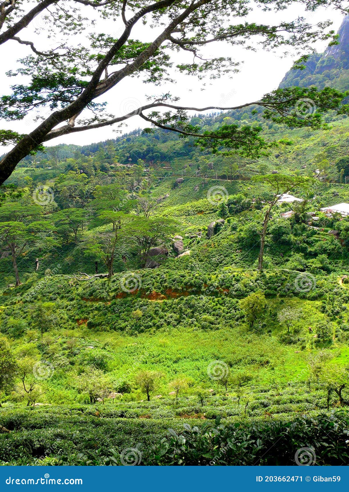 Sri Lanka Ceylon, Mountains and Rice Fields Stock Image - Image of ...