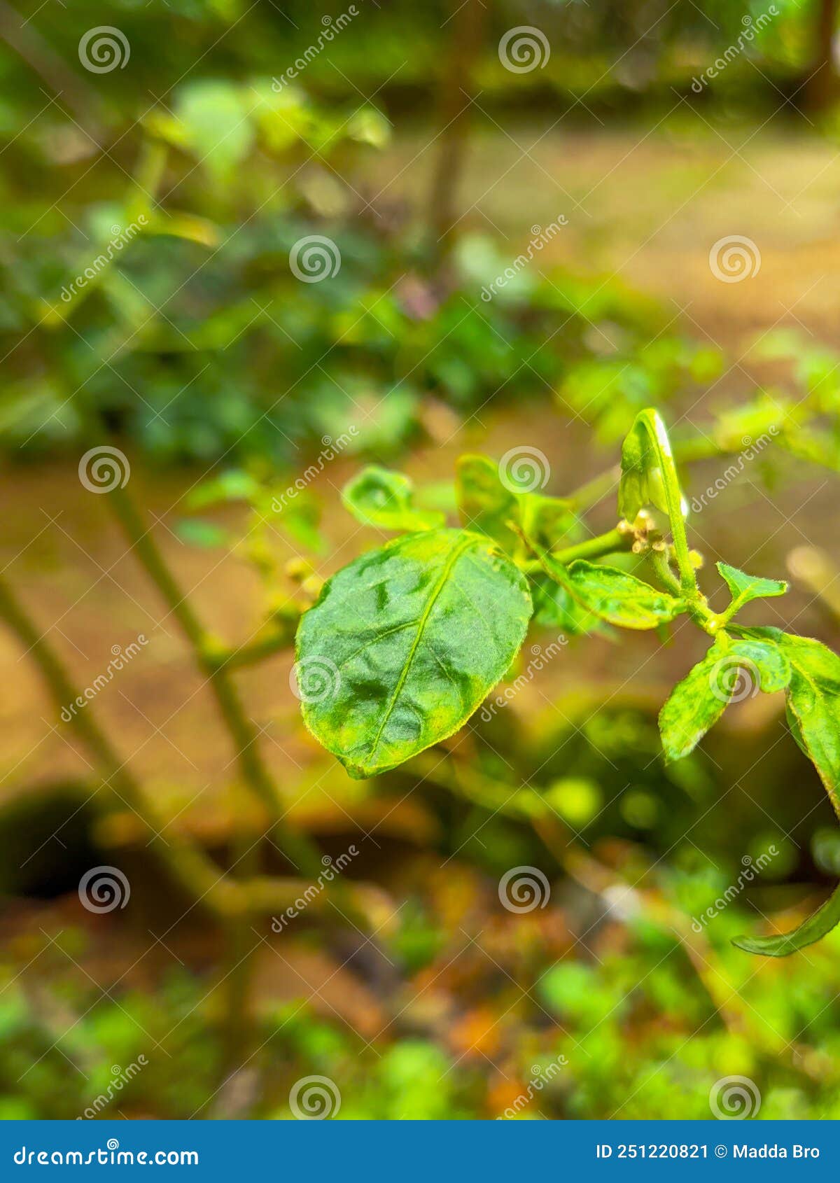 Sri Lanka Chilly Tree Leaf Stock Photos - Free & Royalty-Free Stock ...