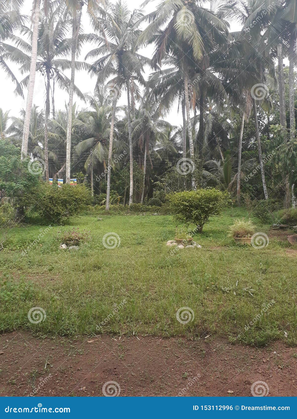 Sri Lanka foto de stock. Imagem de livre, nave, coco - 153112996