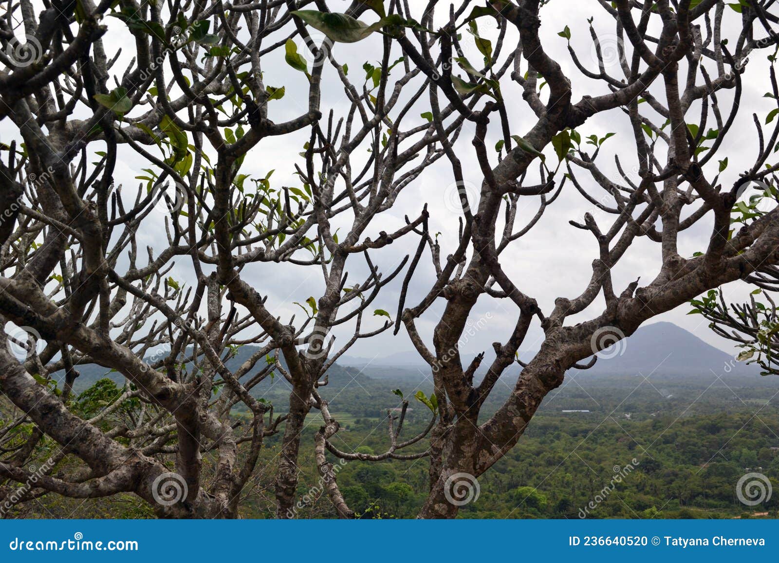 Sri Lanka, Dambulla, Mountains, Tree, Nature, Landscape Stock Photo ...