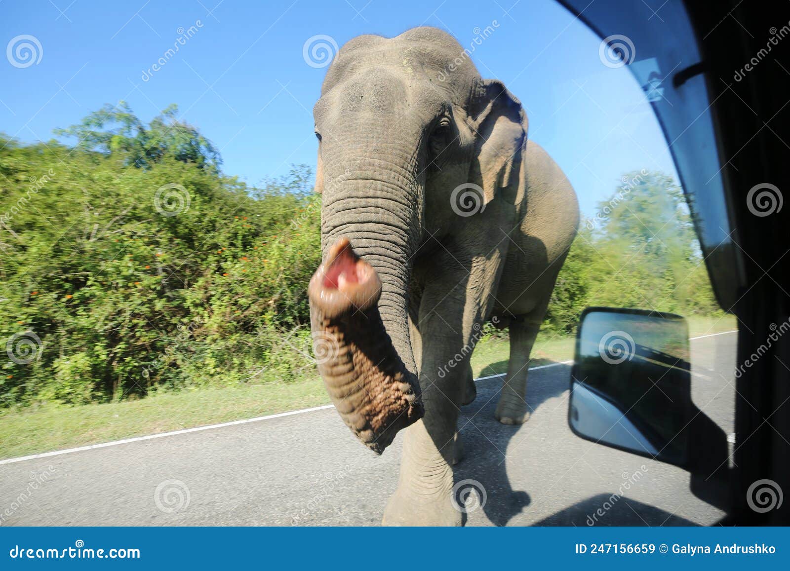 Elephant on road stock image. Image of animal, lanka - 247156659