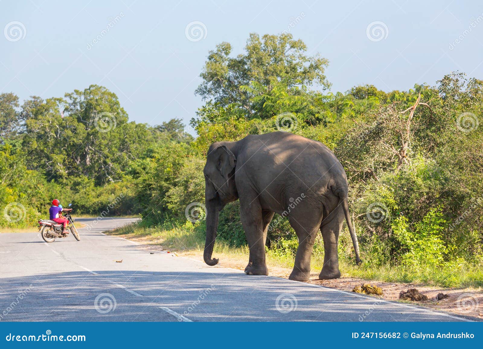 Elephant on road stock photo. Image of crossing, background - 247156682