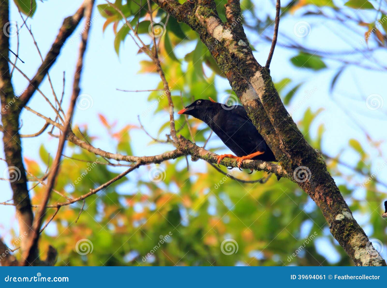 Sri Lanka-Heuvel Myna stock afbeelding. Image of wild - 39694061