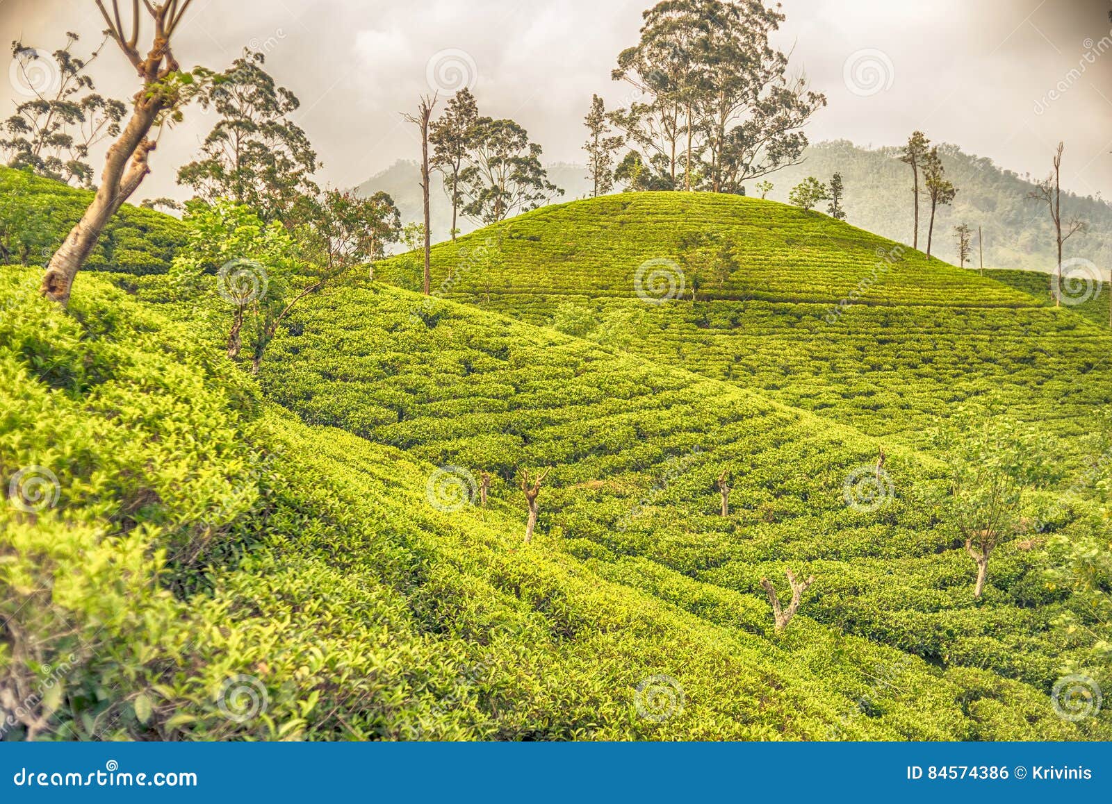 Sri Lanka: Highland Ceylon Tea Fields in Ella Stock Photo - Image of ...