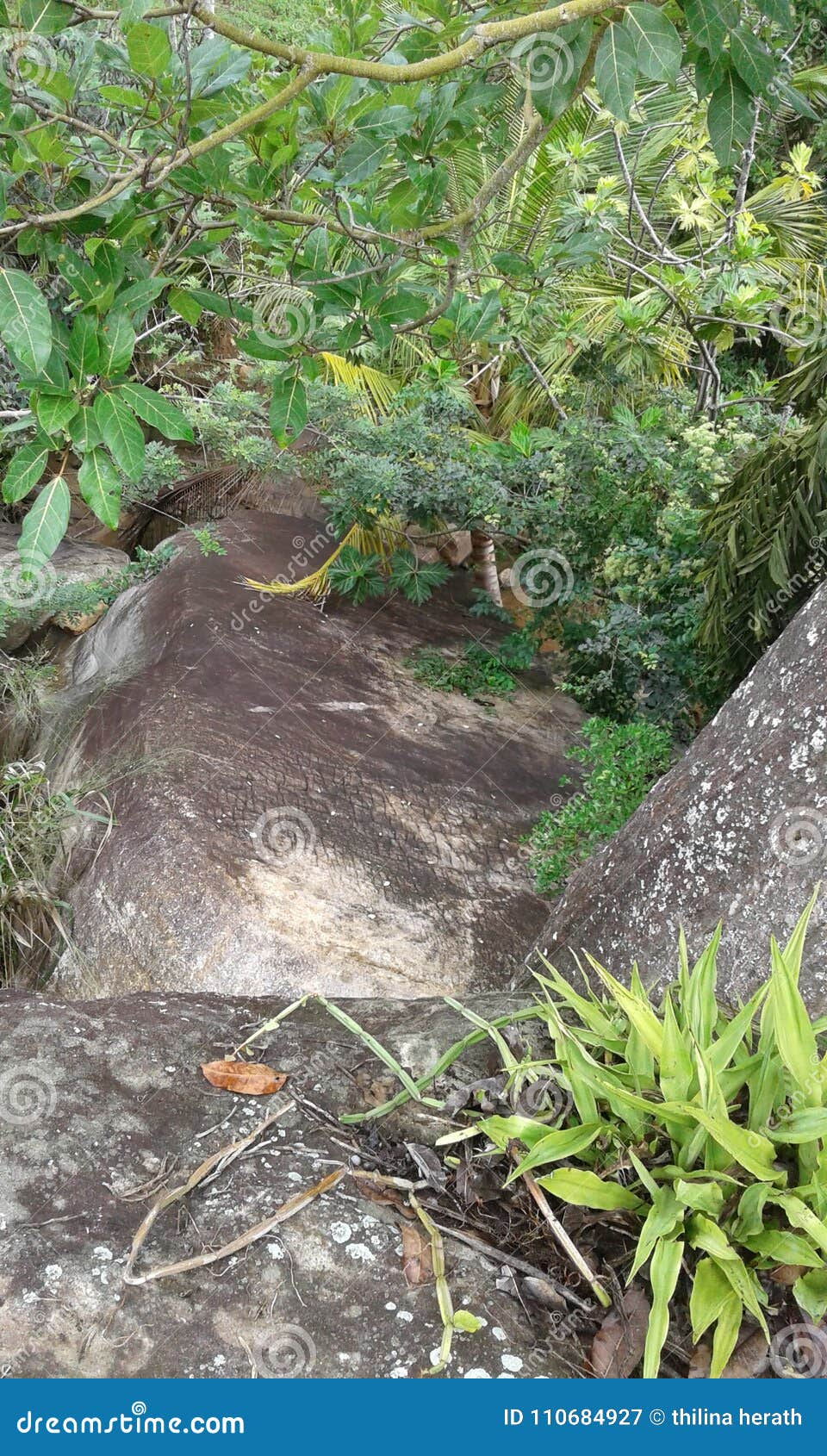 Forest stock image. Image of lanka, nice, thalathuoya - 110684927