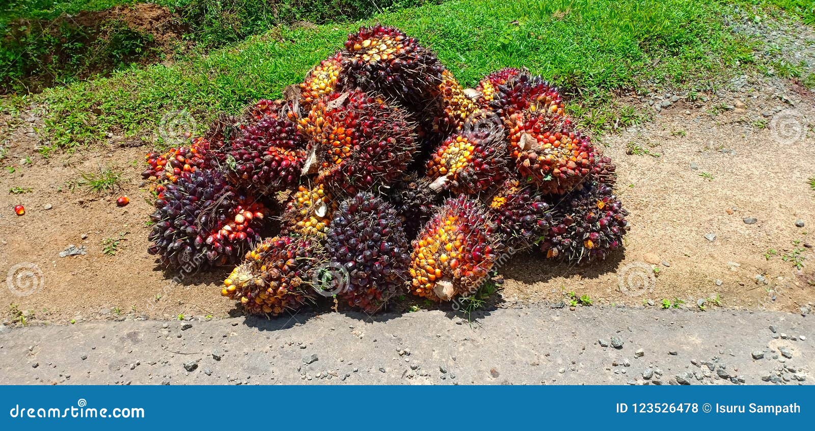 Sri lanka katu pol stock photo. Image of natural, katu - 123526478