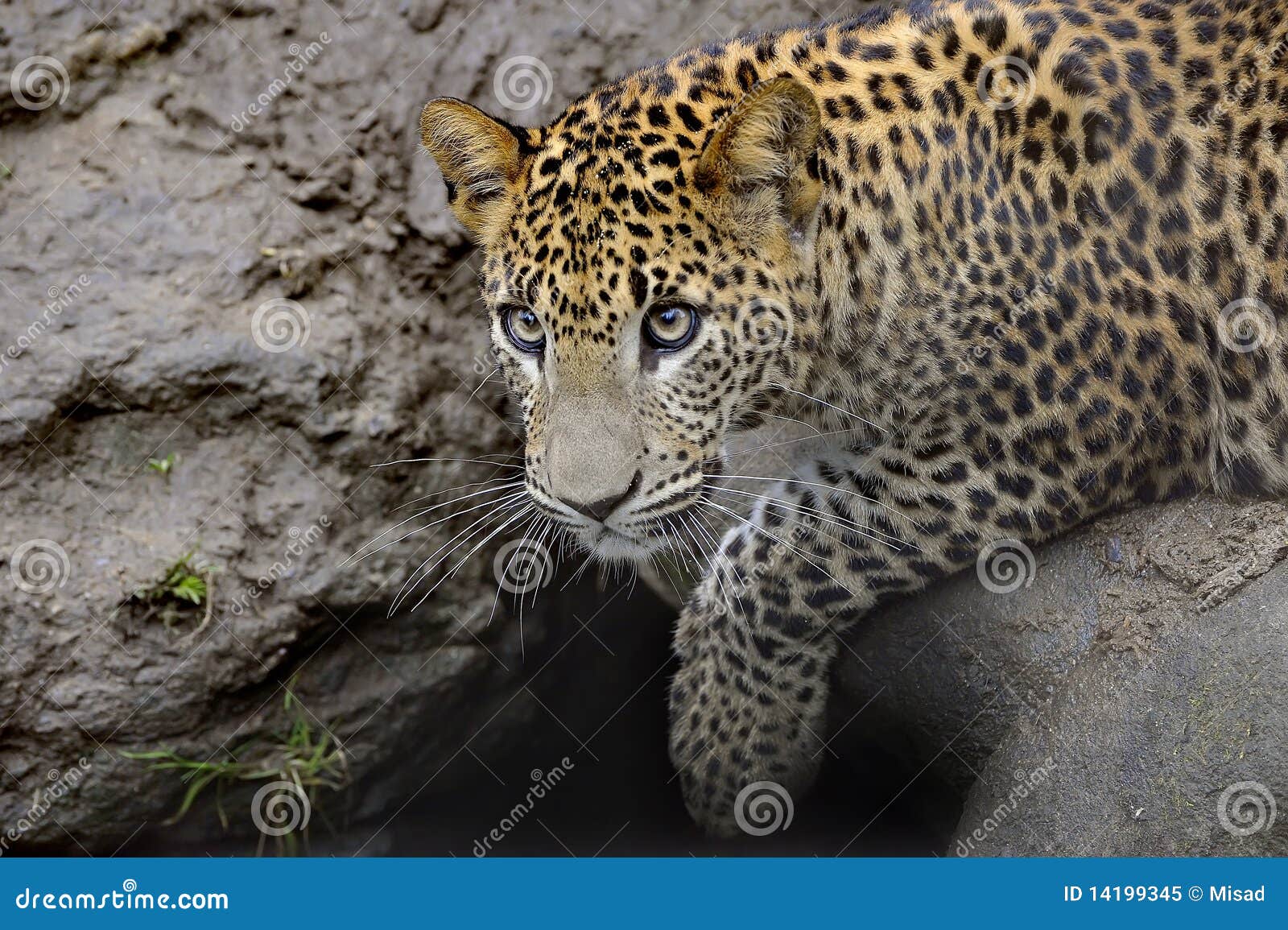 Sri Lanka Leopard stock image. Image of looks, kotiya - 14199345