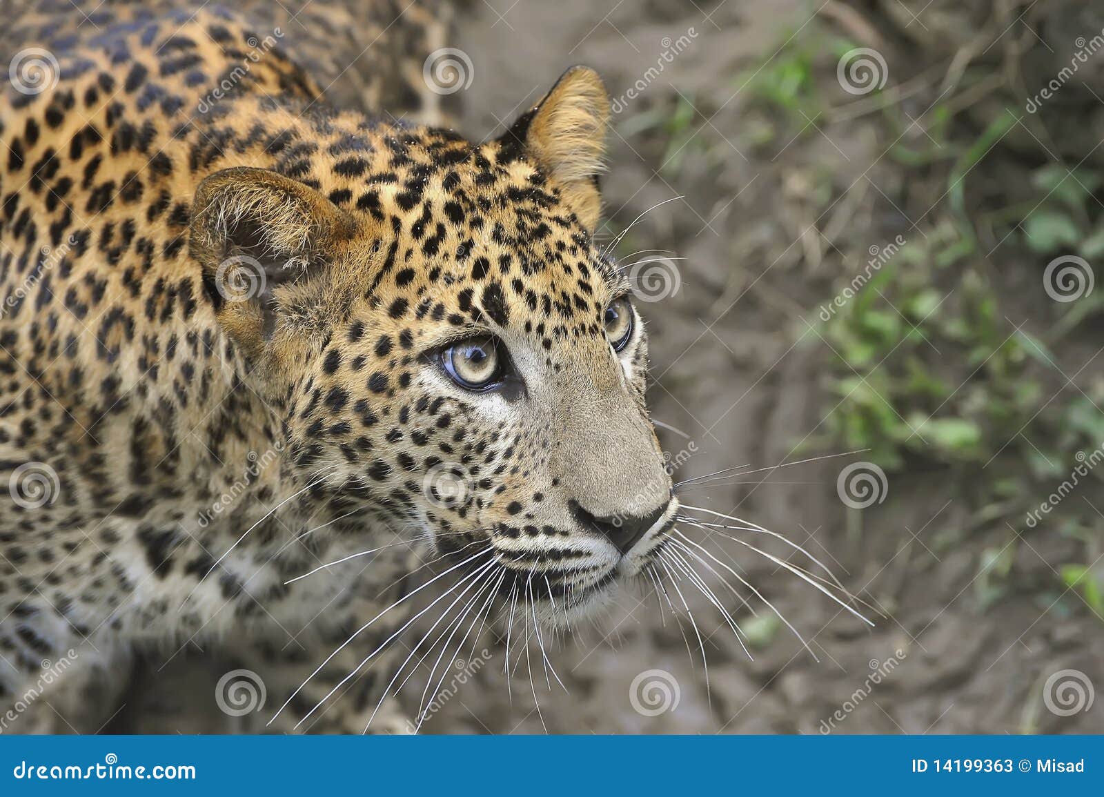 Sri Lanka Leopard stock image. Image of play, lanka, spots - 14199363