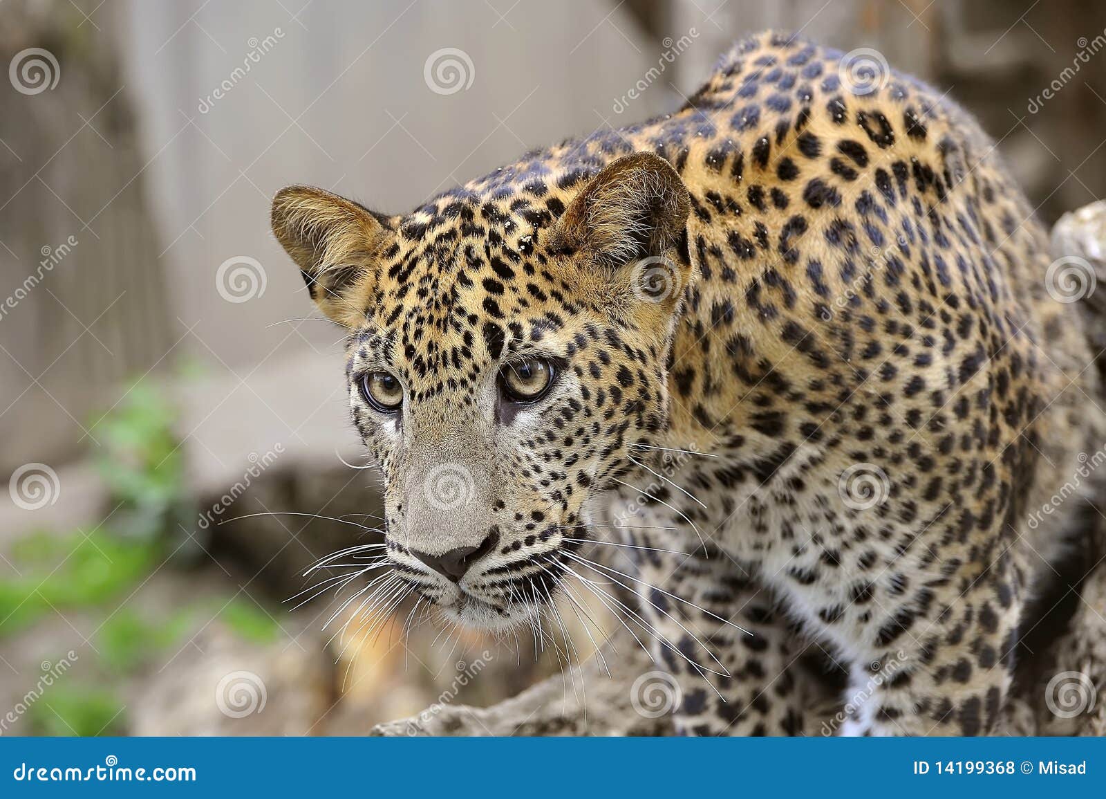 Sri Lanka Leopard stock photo. Image of look, hair, observe - 14199368