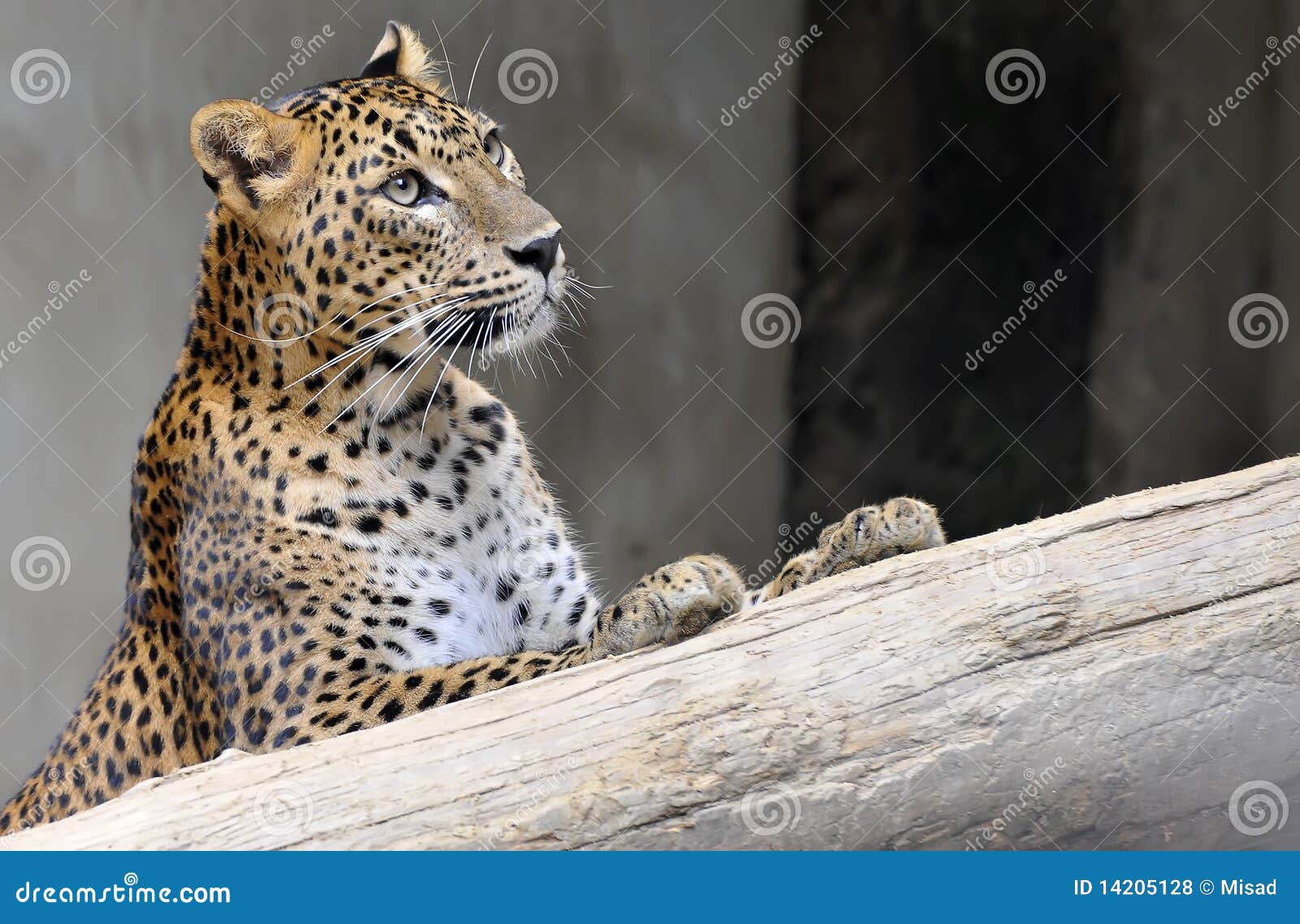 Sri Lanka Leopard stock photo. Image of looks, observe - 14205128