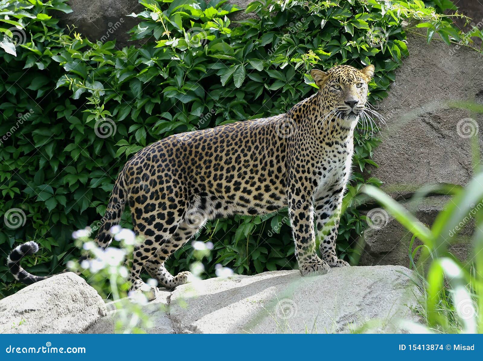 Sri Lanka Leopard stock photo. Image of noise, detail - 15413874