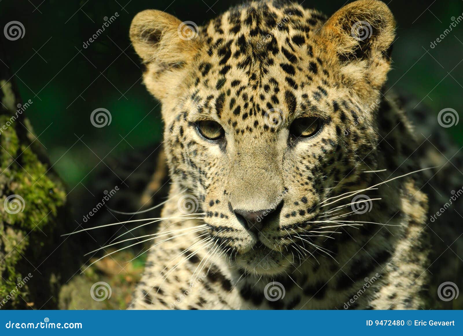 Sri Lanka Leopard stock photo. Image of mammal, nature - 9472480