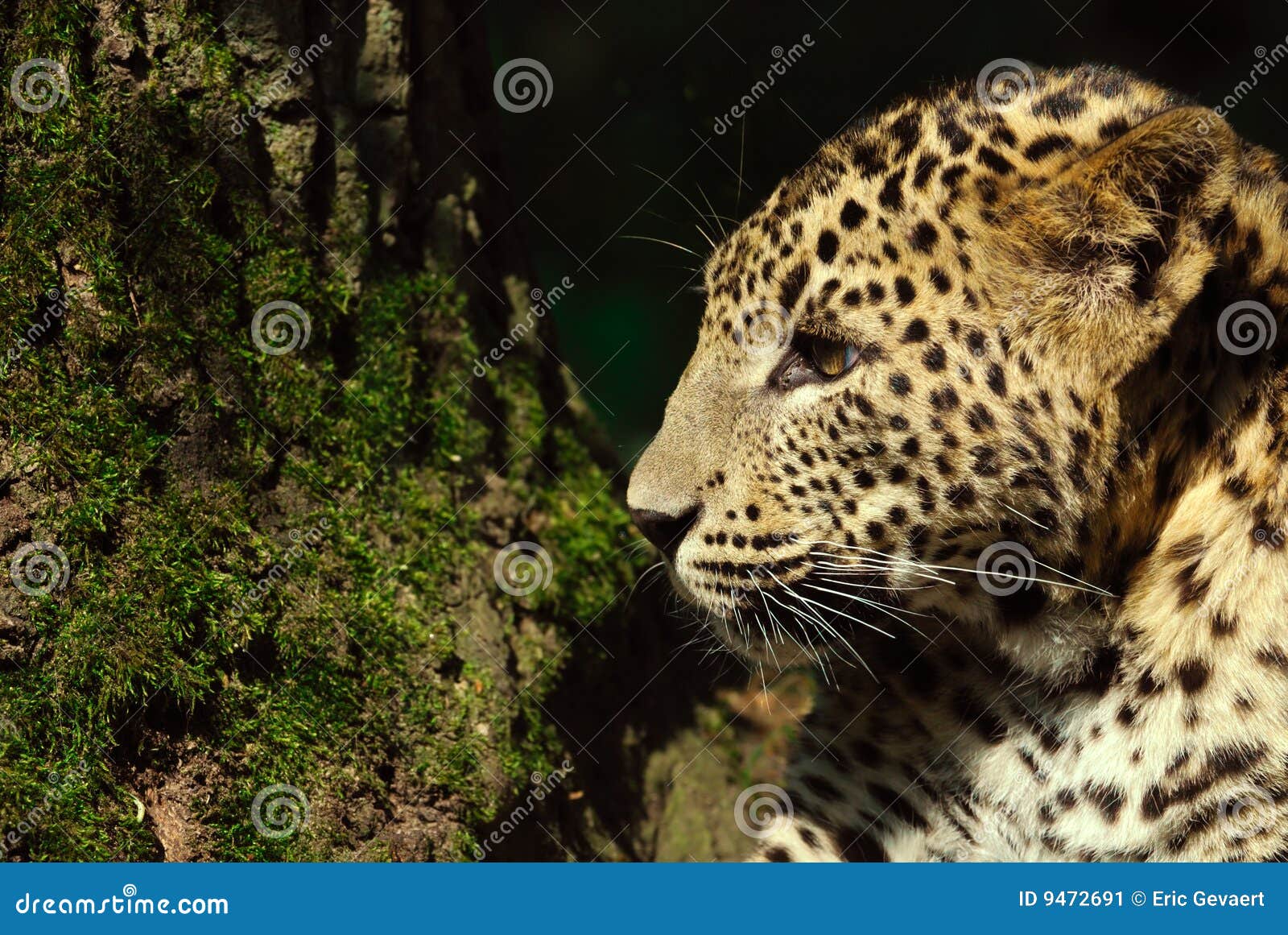 Sri Lanka Leopard stock image. Image of species, whisker - 9472691
