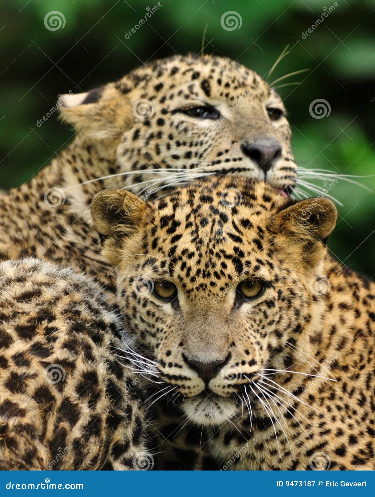 Sri Lanka Leopard stock image. Image of whisker, predator - 9473187