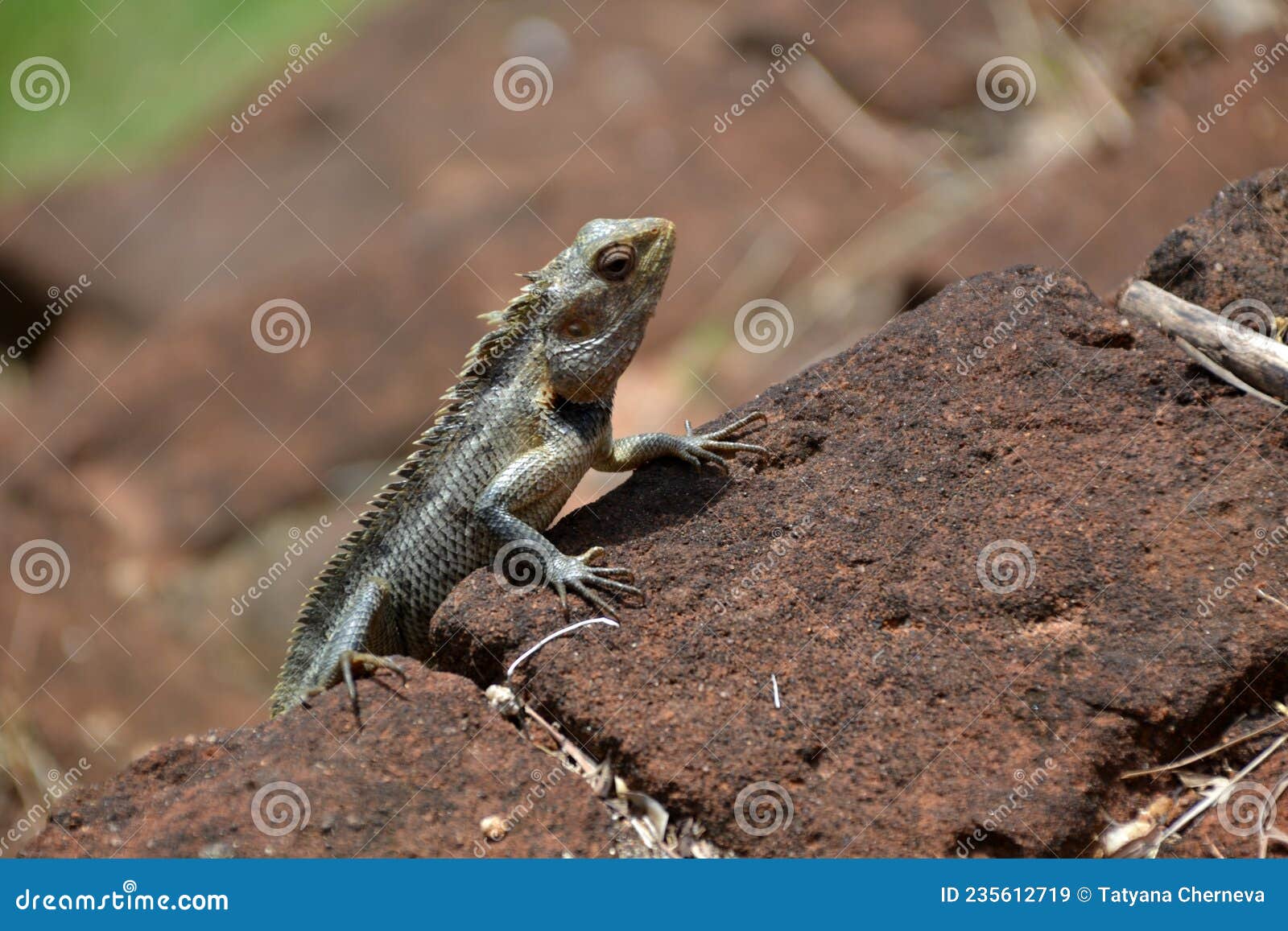 Sri Lanka, Lizard, Reptile, Iguana, Dragon, Tail Editorial Stock Image ...