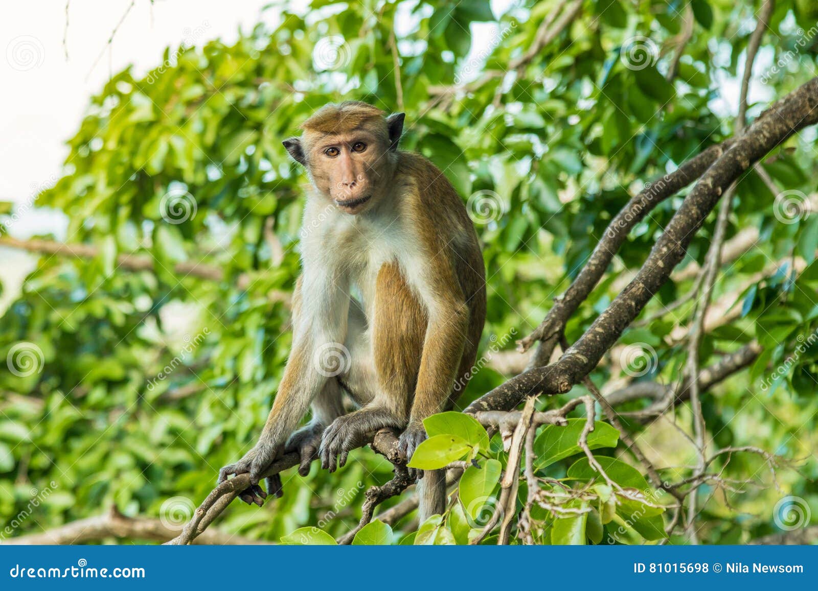 Sri Lanka Monkey stock photo. Image of travel, nature - 81015698
