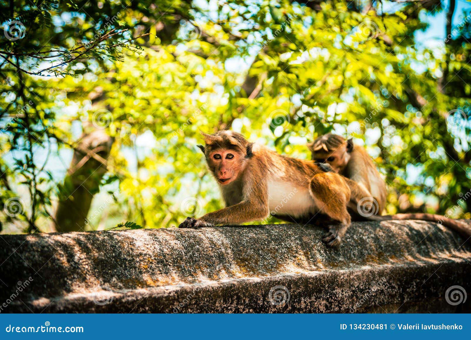 Sri Lanka Monkeys at Sunny Day Stock Image - Image of monkeys, hanuman ...