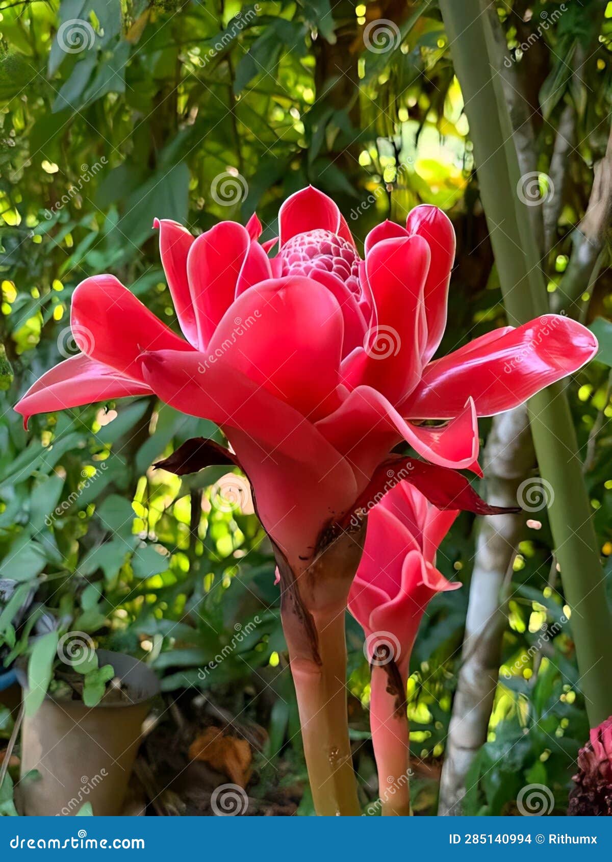 Siddhartha Flower in My Garden Stock Photo - Image of name, siddhartha ...