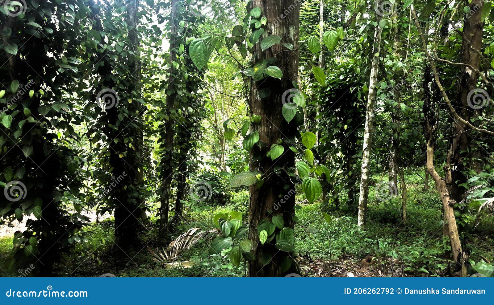 Sri Lanka rain forests stock photo. Image of forests - 206262792