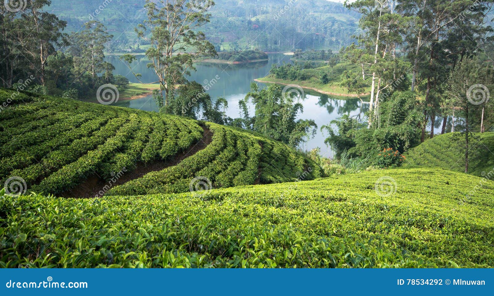 Sri Lanka s Tea estates stock photo. Image of agriculture - 78534292