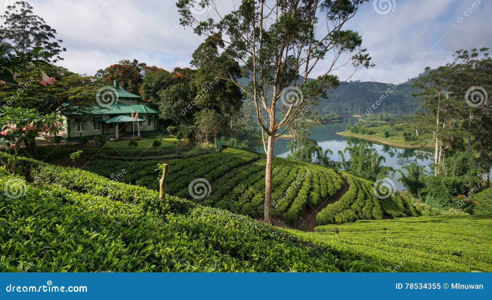 Sri Lanka s Tea estates stock image. Image of landscape - 78534355
