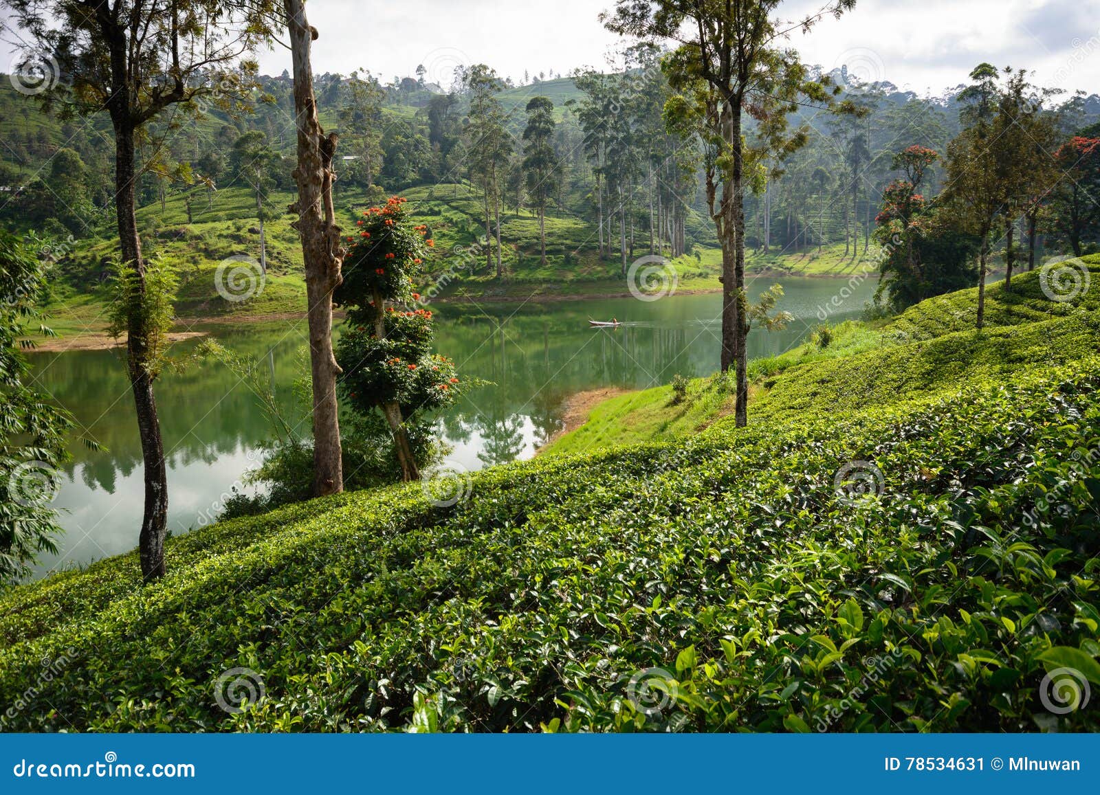 Sri Lanka s Tea estates stock image. Image of reservoir - 78534631