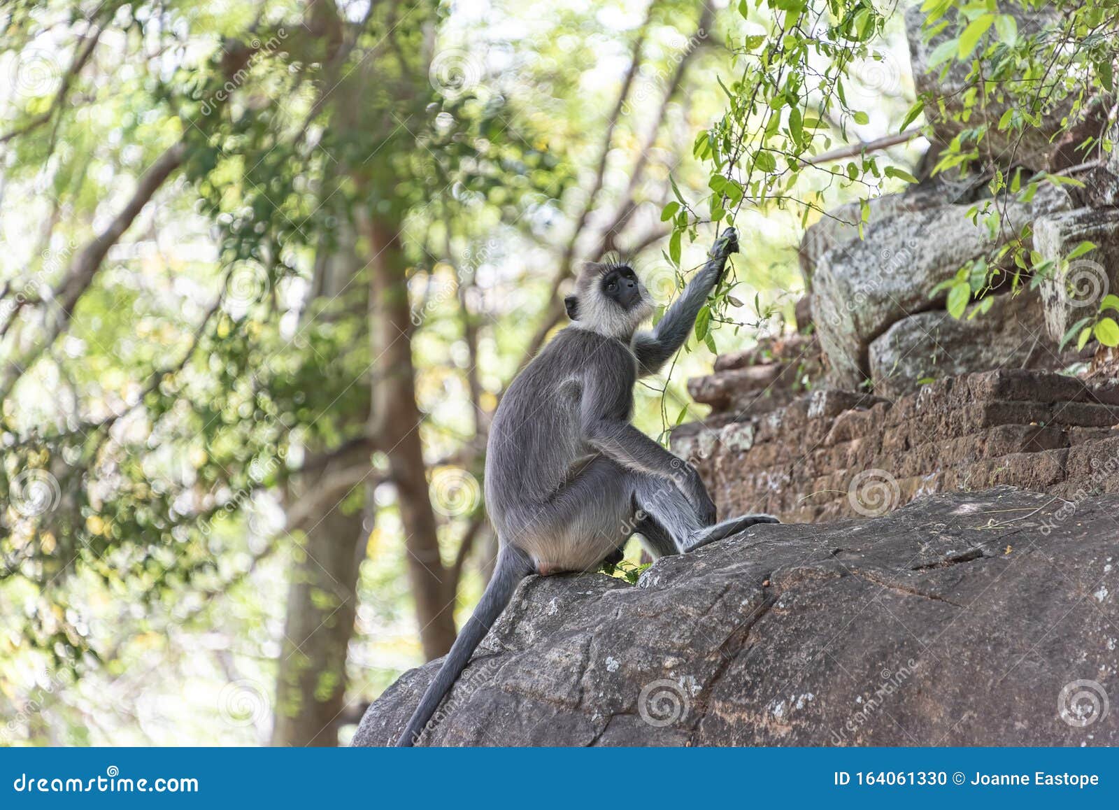 The Purple-faced Langur or Leaf Monkey Stock Photo - Image of ...