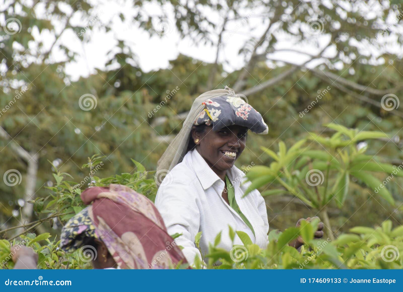 Tea Being Picked by Hand Using Traditional Methods Editorial Stock ...