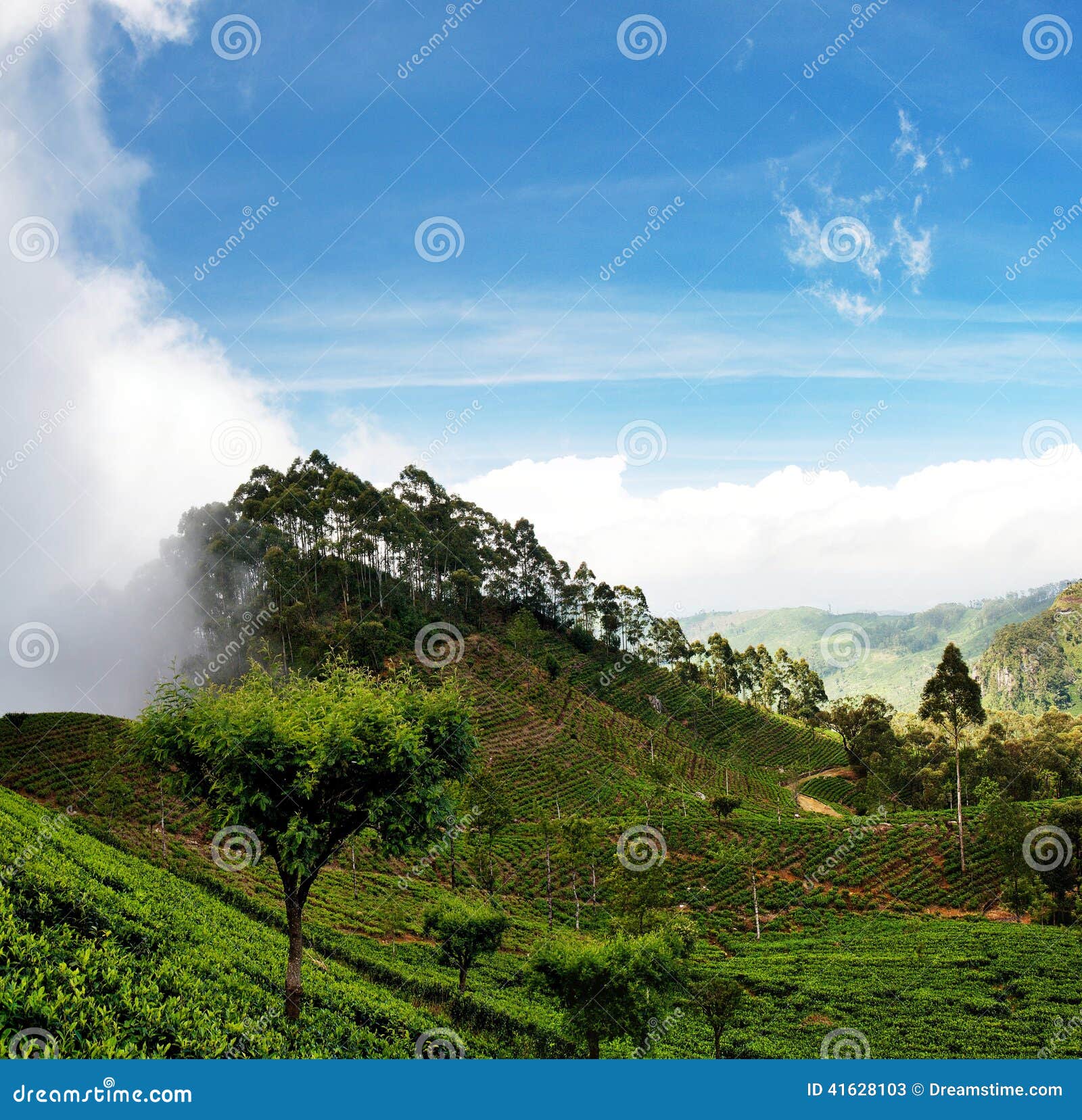 Sri Lanka tea fields 4a stock image. Image of highlands - 41628103